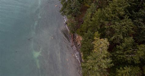 Coastal Douglas Fir Forests Present Past And Future Raincoast