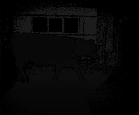 Cows Detection Object Detection Dataset And Pre Trained Model By Cows