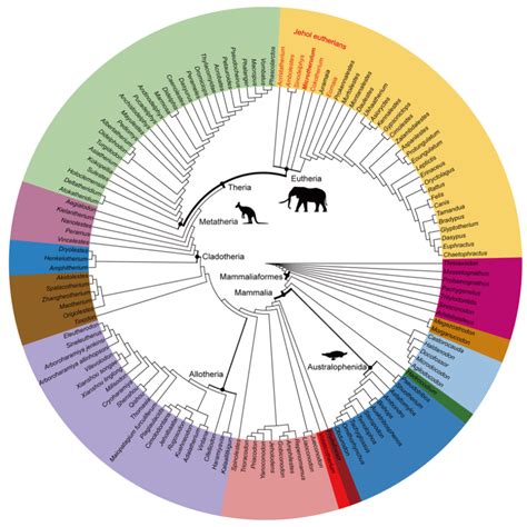 填补中耳演化研究空白 我国古生物学家发现梦幻小兽 化石网