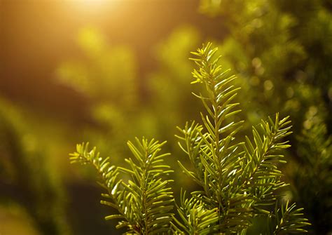 針葉樹とは？種類や庭木のおすすめは？ Horti 〜ホルティ〜 By Greensnap