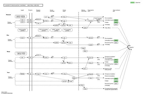 Kegg Pathway Longevity Regulating Pathway Multiple Species