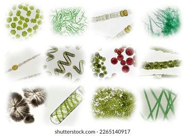 Microalgae Under Microscopic View Green Algae Cyanobacteria Phytoplankton Algae Mix Background