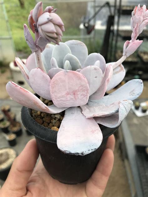 多肉植物 エケベリア ラウイ メルカリ