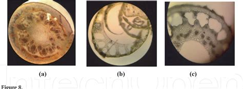 Figure 1 From Characterization Of Wild Rice Oryza Species Complexes