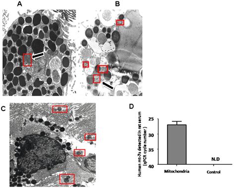 Electron Photomicrographs Showing Mitochondria Localization In Rat