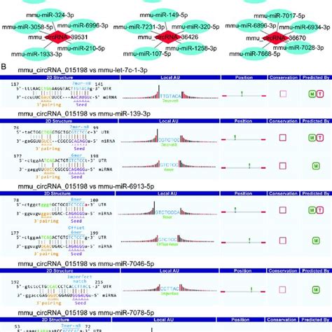 Prediction Of Circrna Mirna Interaction A Top 5 Predicted Targets Of Download Scientific