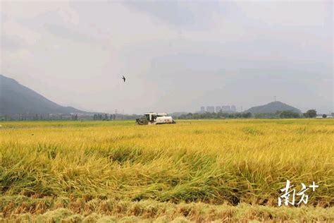 视频三水南山智慧农业丰收无人农机收割3700亩早稻 南方plus 南方