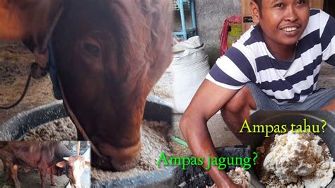 Sapi Lemu Comboran Tahu Dan Ampas Jagung YouTube