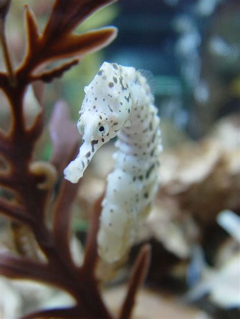 Seahorse 1080p 2k 4k 5k Hd Wallpapers Free Download Wallpaper Flare