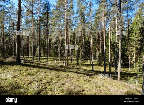 Dark Forest With Tree Trunks Casting Shadows On The Ground Summer Green Foliage Stock Photo Alamy