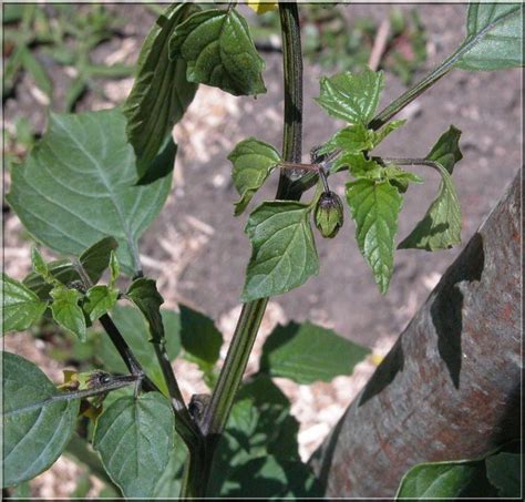 Physalis Ixocarpa Tomatillo Pourpre
