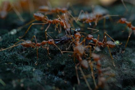 Black Ants Eating Alive Fire Red Ants This Happened Because The Black
