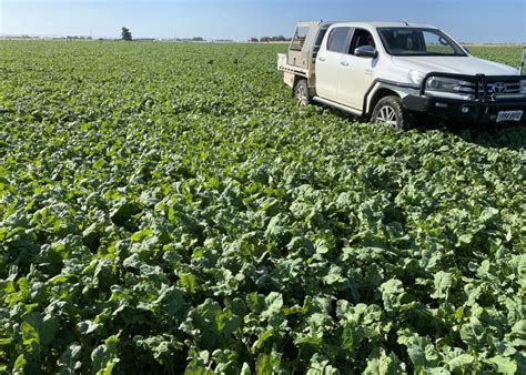 Summer Forage Crop Options Gambier Seeds