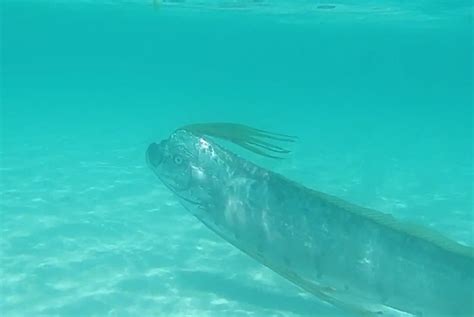 White Wolf See Rare Video Of A Giant Oarfish Swimming Video