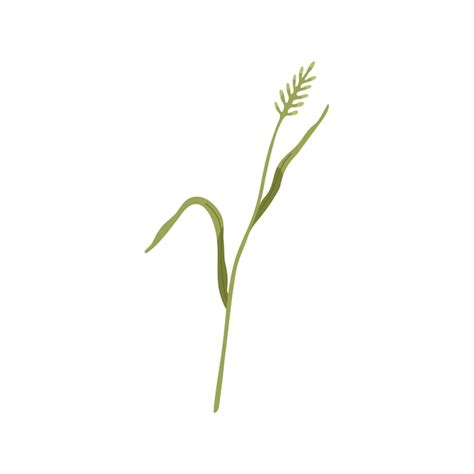 아그로피론 풀 잎 줄기에 Wheatgrass입니다 야생 필드 초본 식물의 식물학 그림입니다 식물 평면 벡터 일러스트 레이