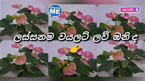 වයලට් ලව් සුපිරිම බුශ් තියනවා ඔනි අයට👉 0764090776☎️ Youtube