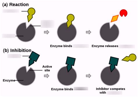 Enzyme Inhibitor Model Diagram Quizlet