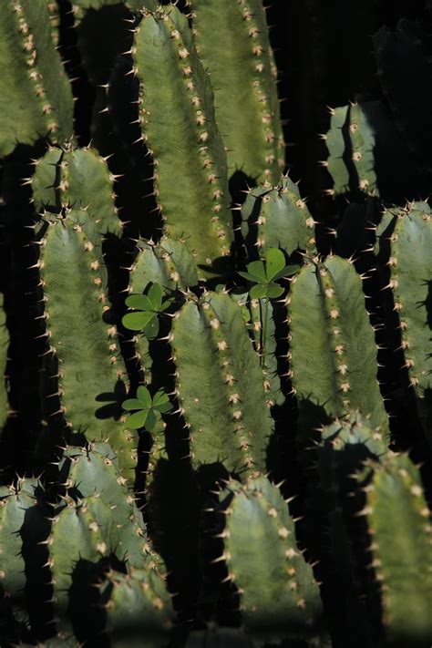 Cactus Desierto Suculento Foto Gratis En Pixabay Pixabay