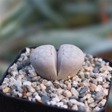 Buy Living Stones Lithops Julii Care And Growers Guide Planet Desert