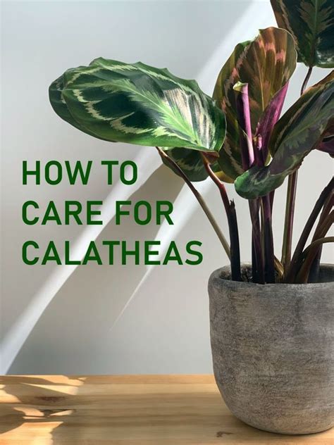 Tips For How To Care For Calathea Plants Houseplant Care Calatheas
