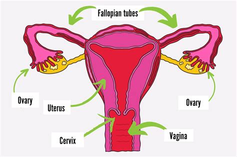Menstrual Cycle And Pregnancy Brook