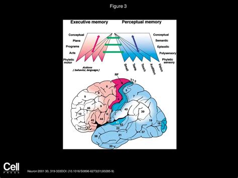 The Prefrontal Cortex—an Update Ppt Download