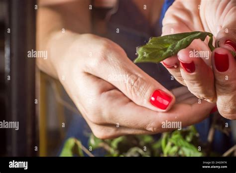 Female Insec Stick On A Wooden Bench With Copy Space Phasmatidae Stock