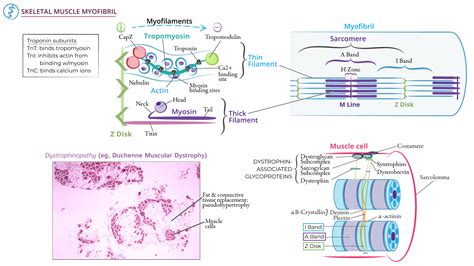 Neuroscience Fundamentals Skeletal Muscle Myofibrils Ap Biology