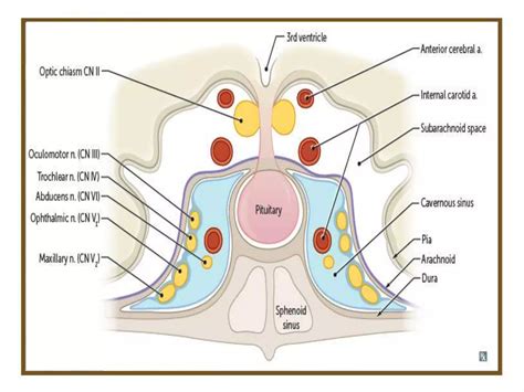Optic Nerve And Visual Pathway Pptx