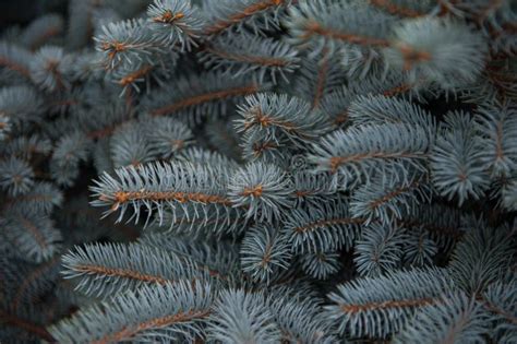 Background Texture Of Fir Tree Branches Stock Image Image Of