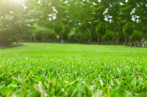 Broadleaf Weeds Identification Treatment And Prevention Minneopa Orchards