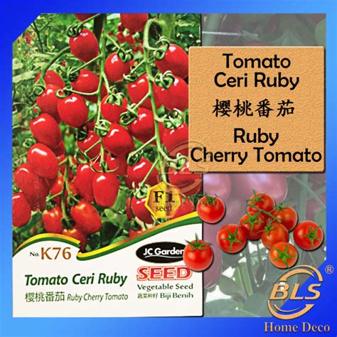 K76 Ruby Cherry Tomato Jc Garden Vegetable Seed Biji Benih Tomato Ceri