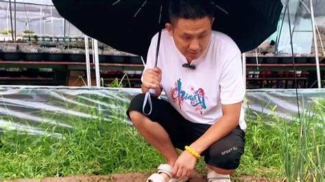 刚下过大雨，看看地栽露养的多肉植物怎么样了？ Youtube