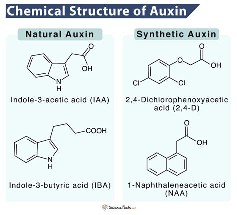 auxin definition structure and function science facts learn it all