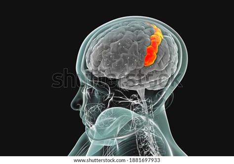 35 Imágenes De Somatosensory Cortex Imágenes Fotos Y Vectores De