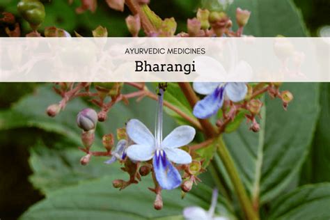 Clerodendrum Serratum Ayurvedum