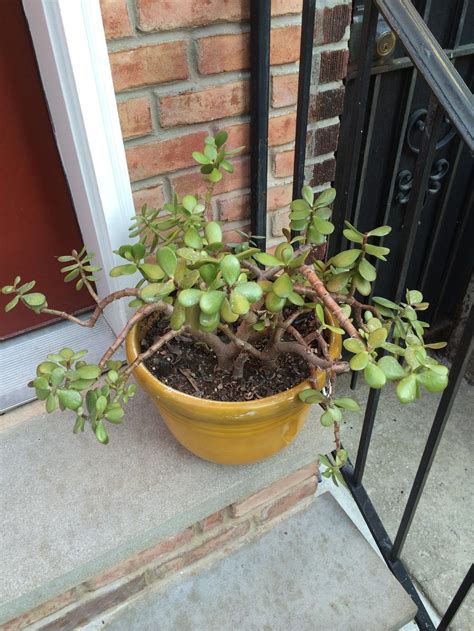 Surviving Jade Plant Root Rot Now What In The Ask A Question Forum
