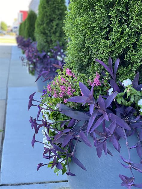 Portfolio Container Gardens Bella Terra Landscapes