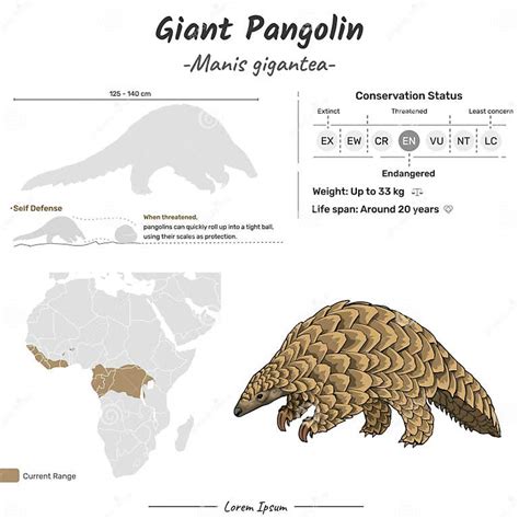 Manis Gigantea Giant Pangolin Geographic Range Stock Vector