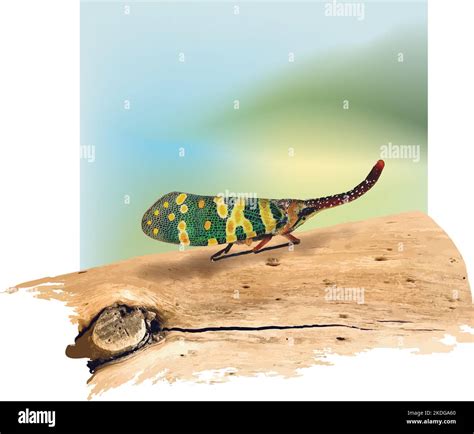 Lanternfly Stock Vector Images Alamy