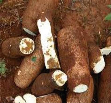 Challenges Of Cassava Mosaic Begomoviruses Cassava Brown Streak