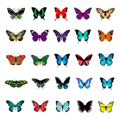 Premium Vector Butterly Illustration Set
