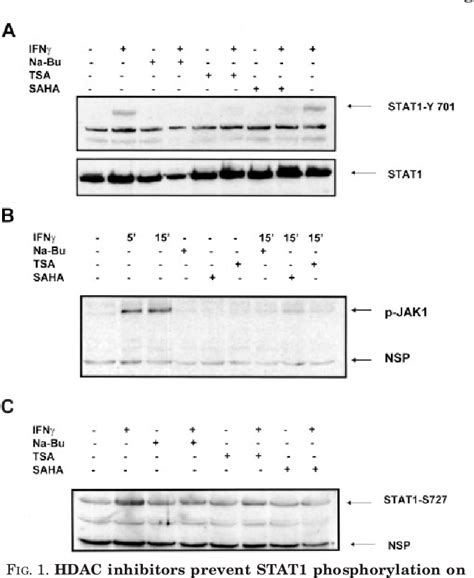 Figure 1 From Requirement Of Histone Deacetylase Activity For Signaling