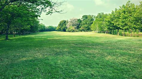 Light Green Grass Patches In Lawns 2024 Just Pure Gardening