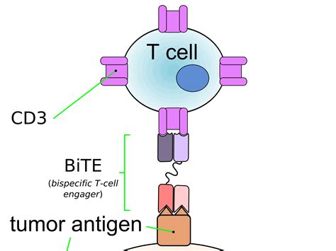 Blinatumomab Improves Survival In Advanced All Nci