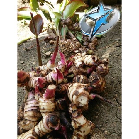 Jual 1kg Umbi Ganyong Segar Fresh Di Ambil Ketika Ada Order Masuk