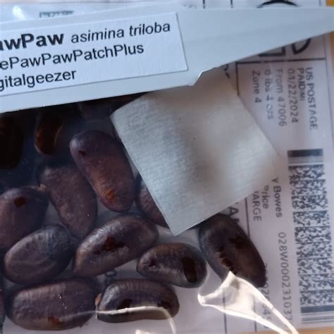 24 Fresh Paw Paw Fruit Tree Seeds Pawpaw The Indiana Banana New