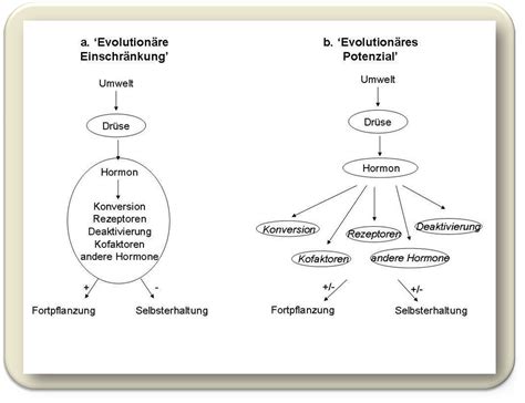 Hormone Und Umwelt Scienceblog