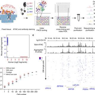 Principle of protein-indexed single-cell ATAC-seq (Pi-ATAC). a The... | Download Scientific Diagram