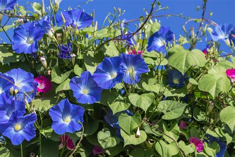 Gloire De Matin Bleue Photo Stock Image Du Jardinage 58167878